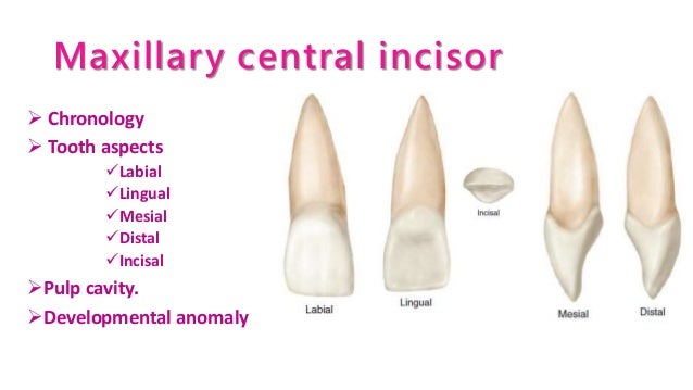 Maxillary central incisor