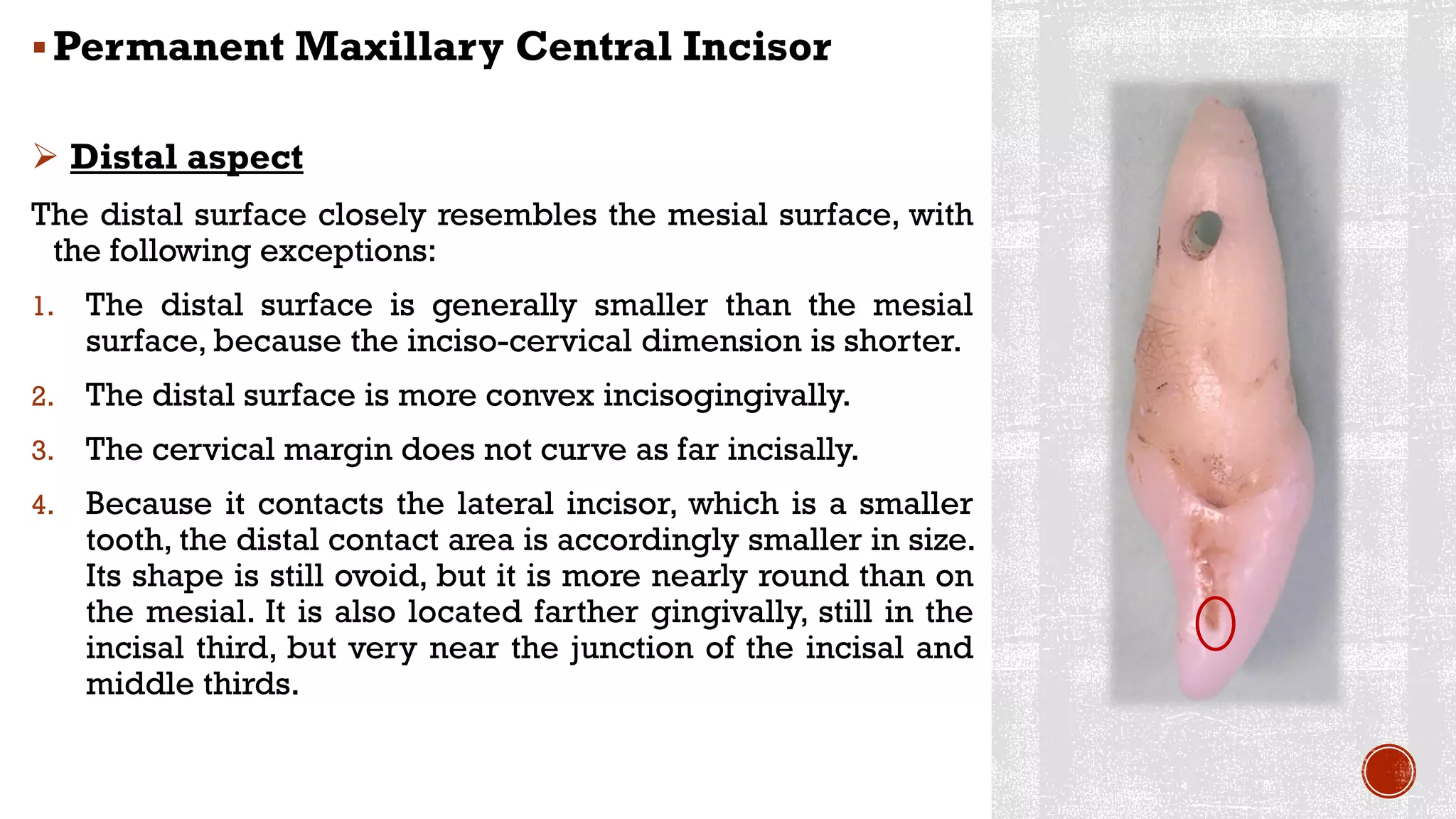 Maxillary central incisors | PDF