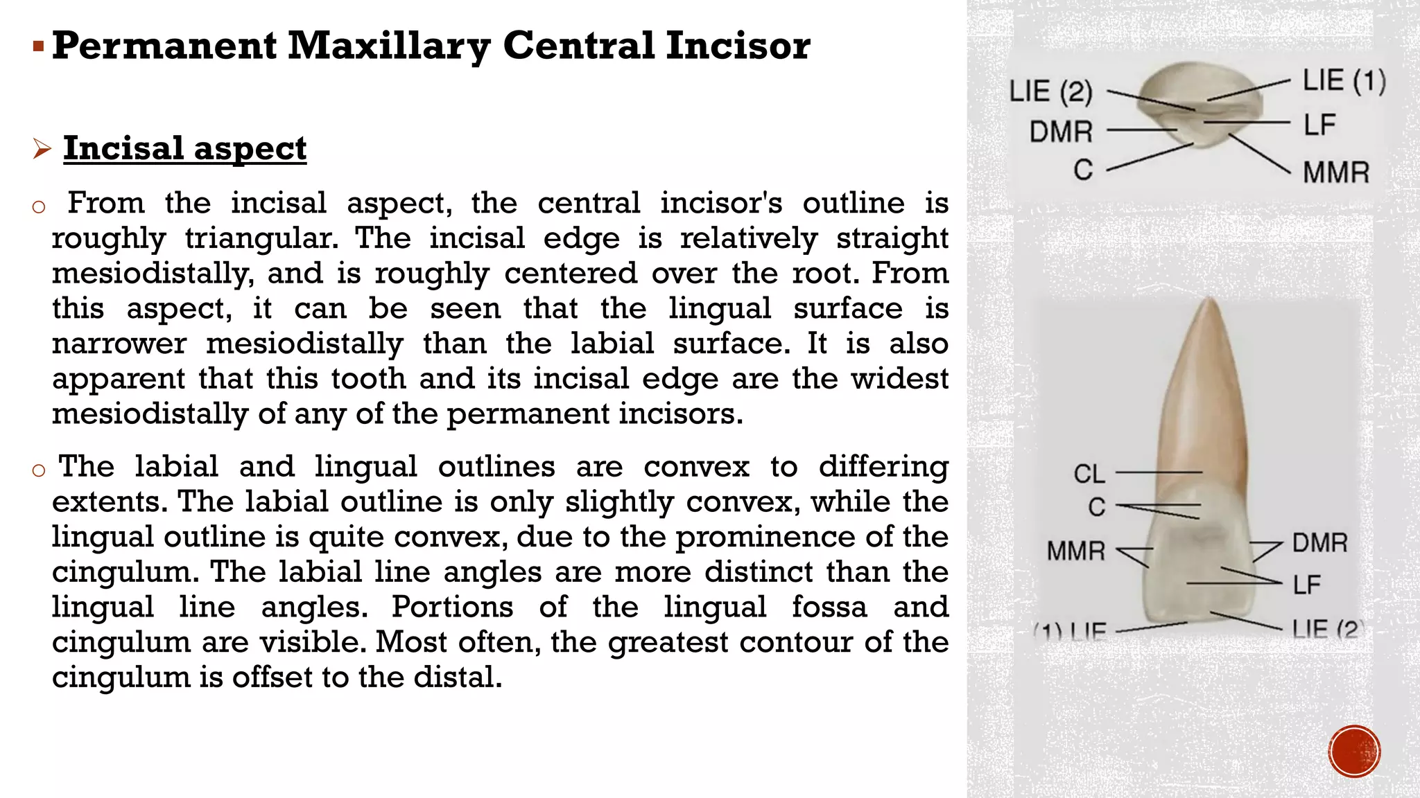 Maxillary central incisors | PDF