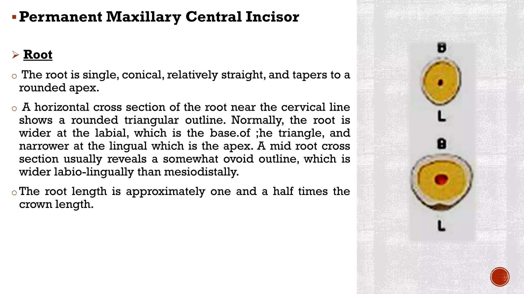 Maxillary central incisors | PDF