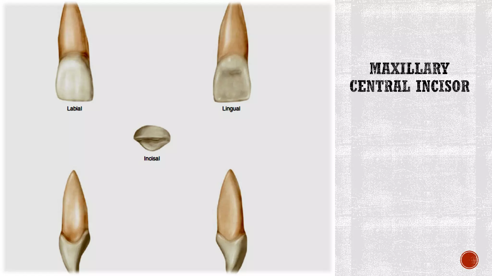Maxillary central incisors | PDF