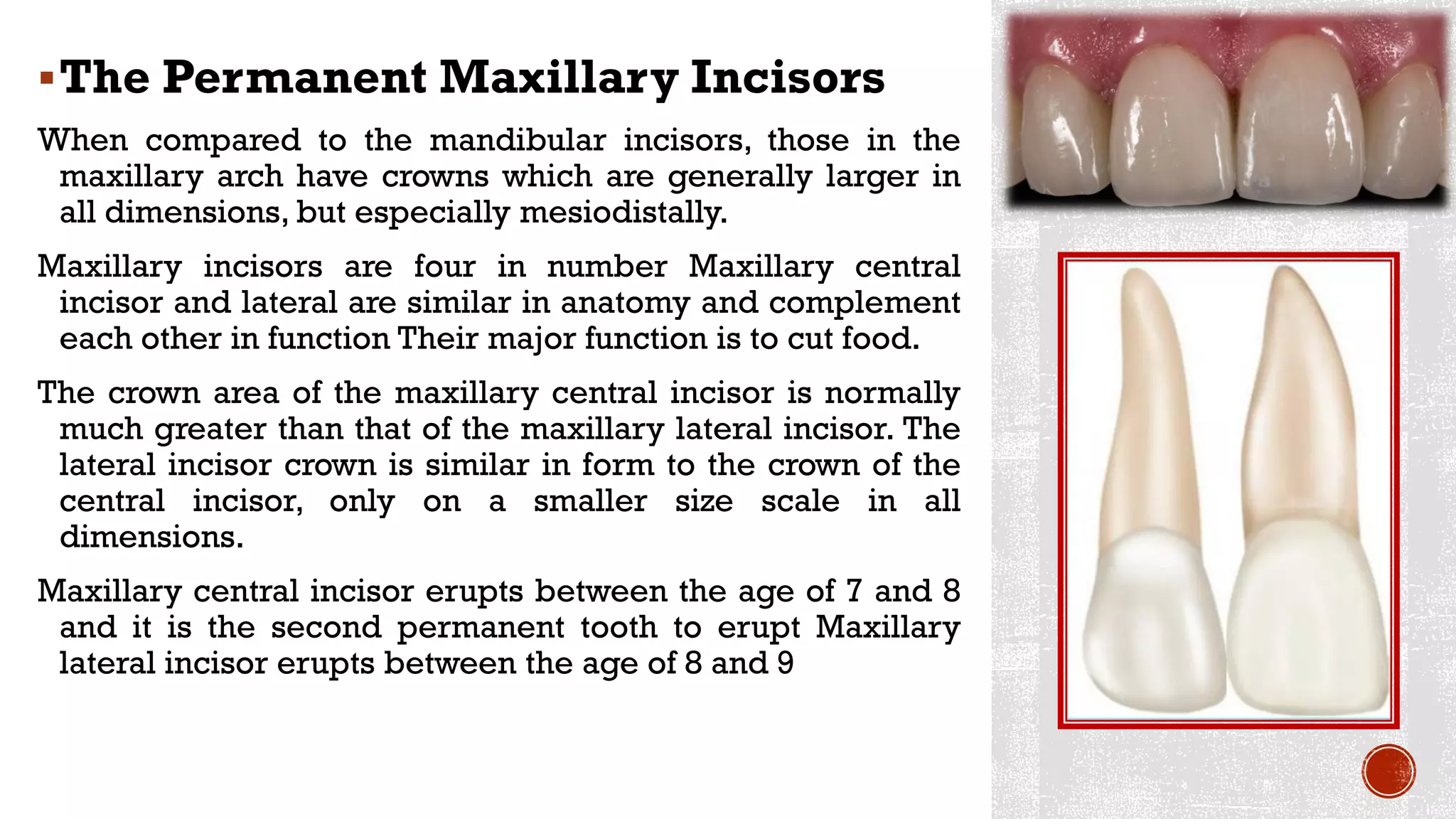 Maxillary central incisors | PDF