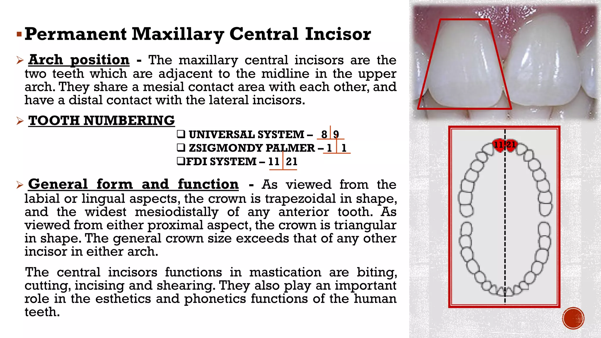 Maxillary central incisors | PDF