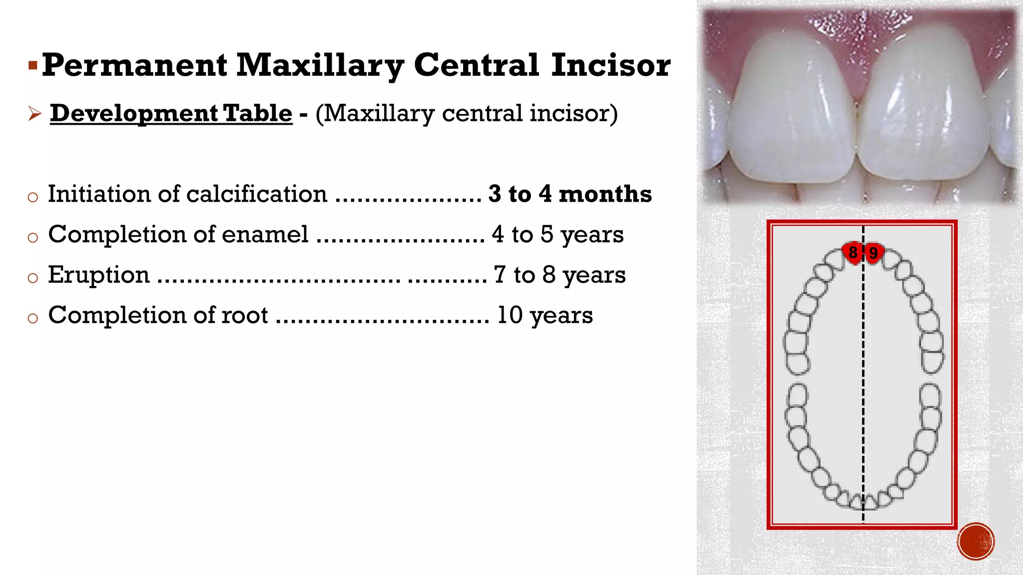 Maxillary central incisors | PDF