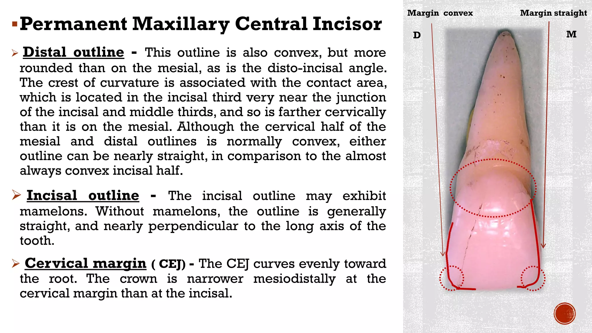 Maxillary central incisors | PDF