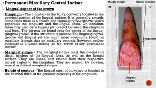 Maxillary central incisors | PDF