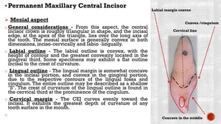 Maxillary central incisors | PDF