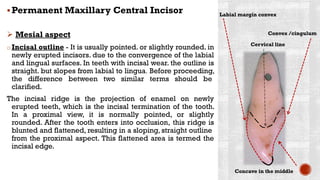 Maxillary central incisors | PDF