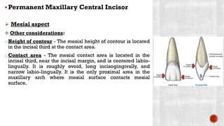 Maxillary central incisors | PDF