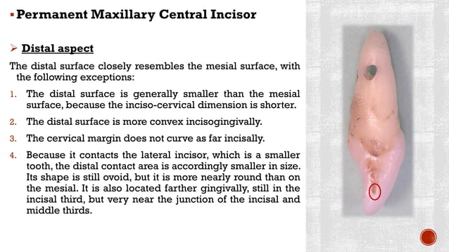 Maxillary central incisors | PPT