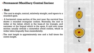 Maxillary central incisors | PDF