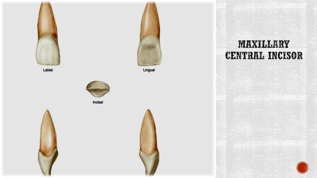 Maxillary central incisors | PDF
