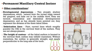 Maxillary central incisors | PDF