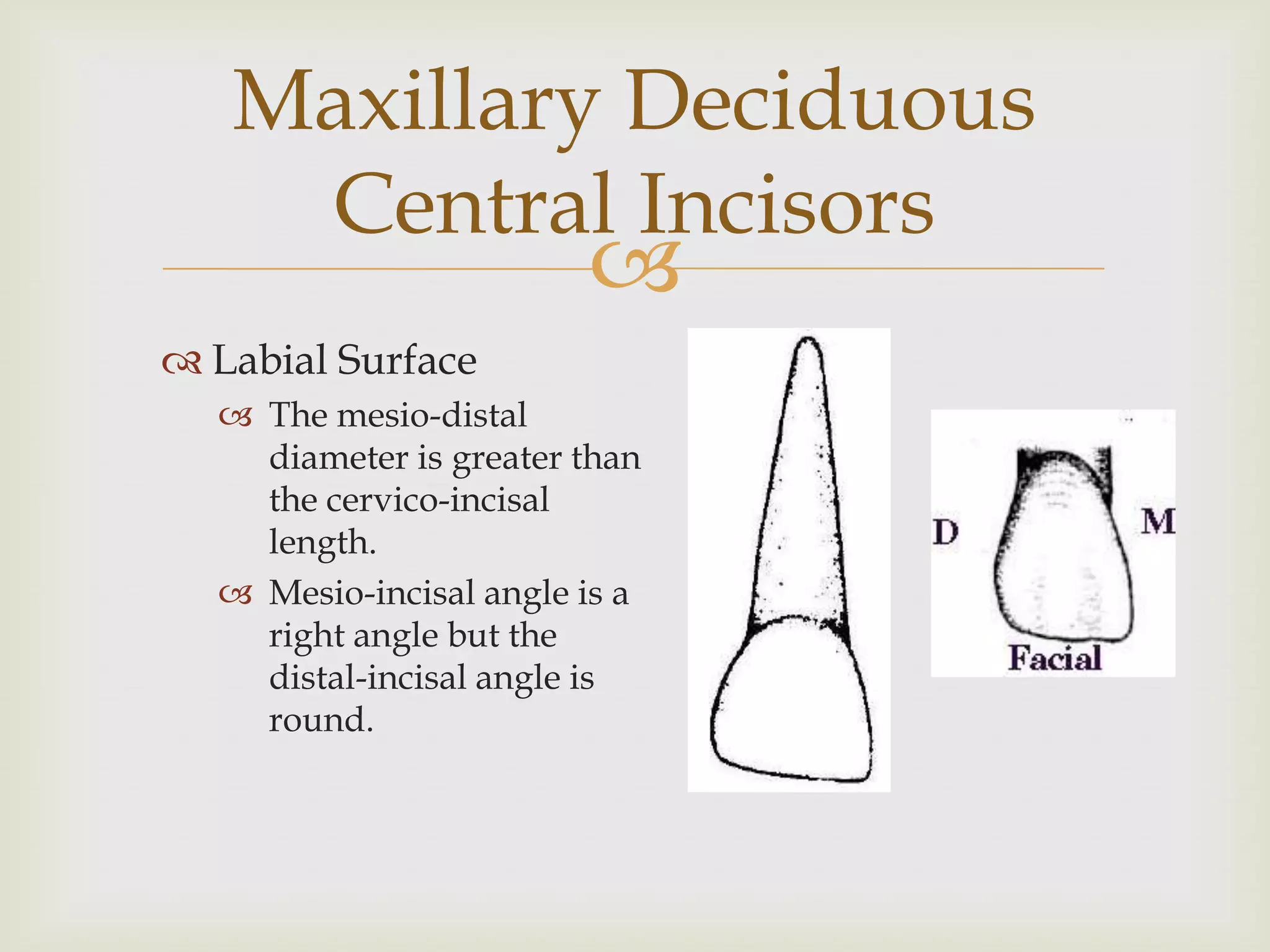 Maxillary deciduous anterior teeth | PPTX