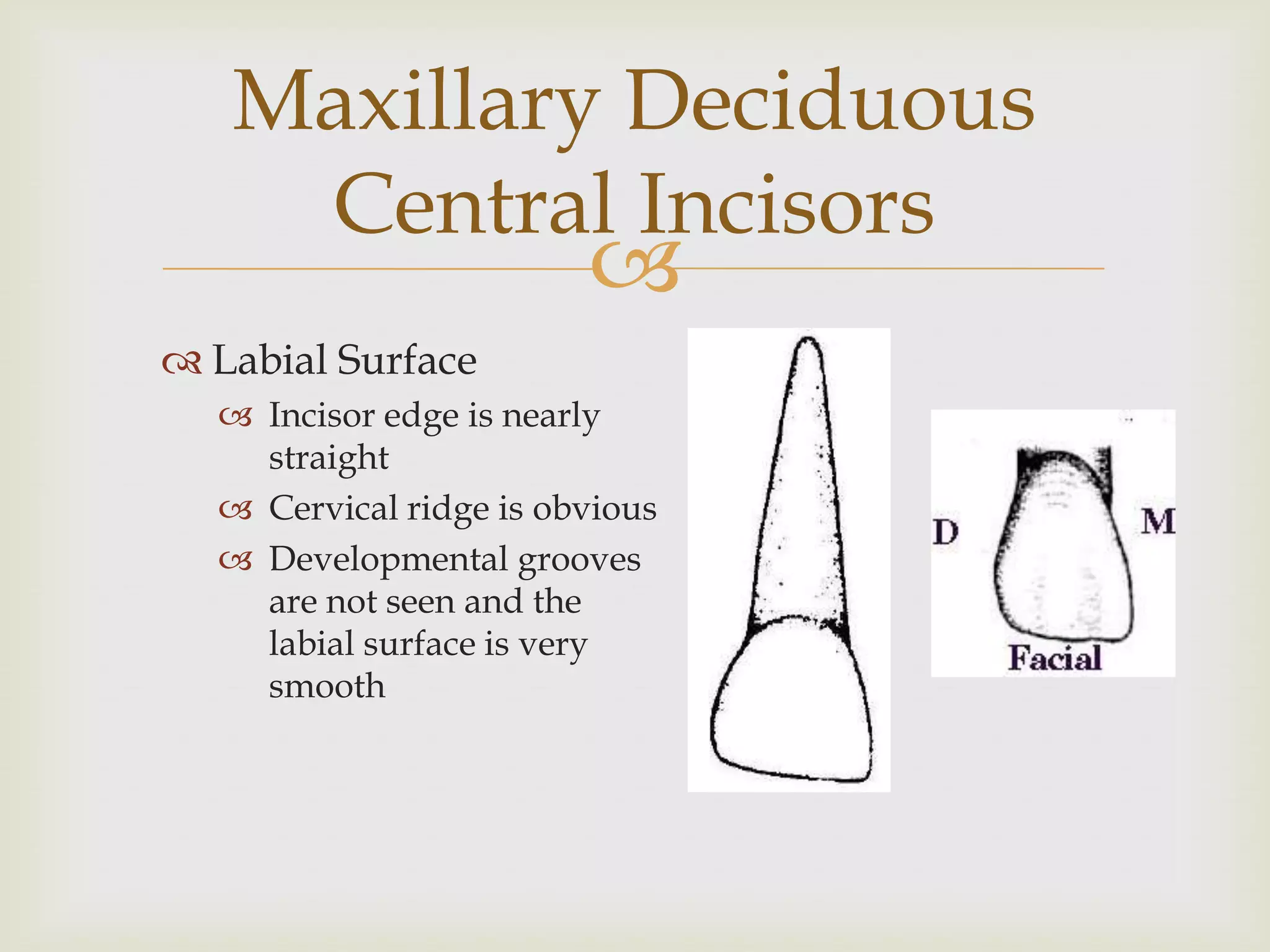 Maxillary deciduous anterior teeth | PPTX