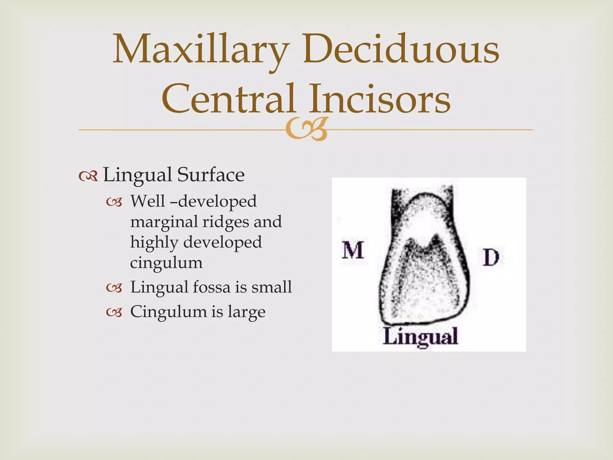 Maxillary deciduous anterior teeth | PPTX