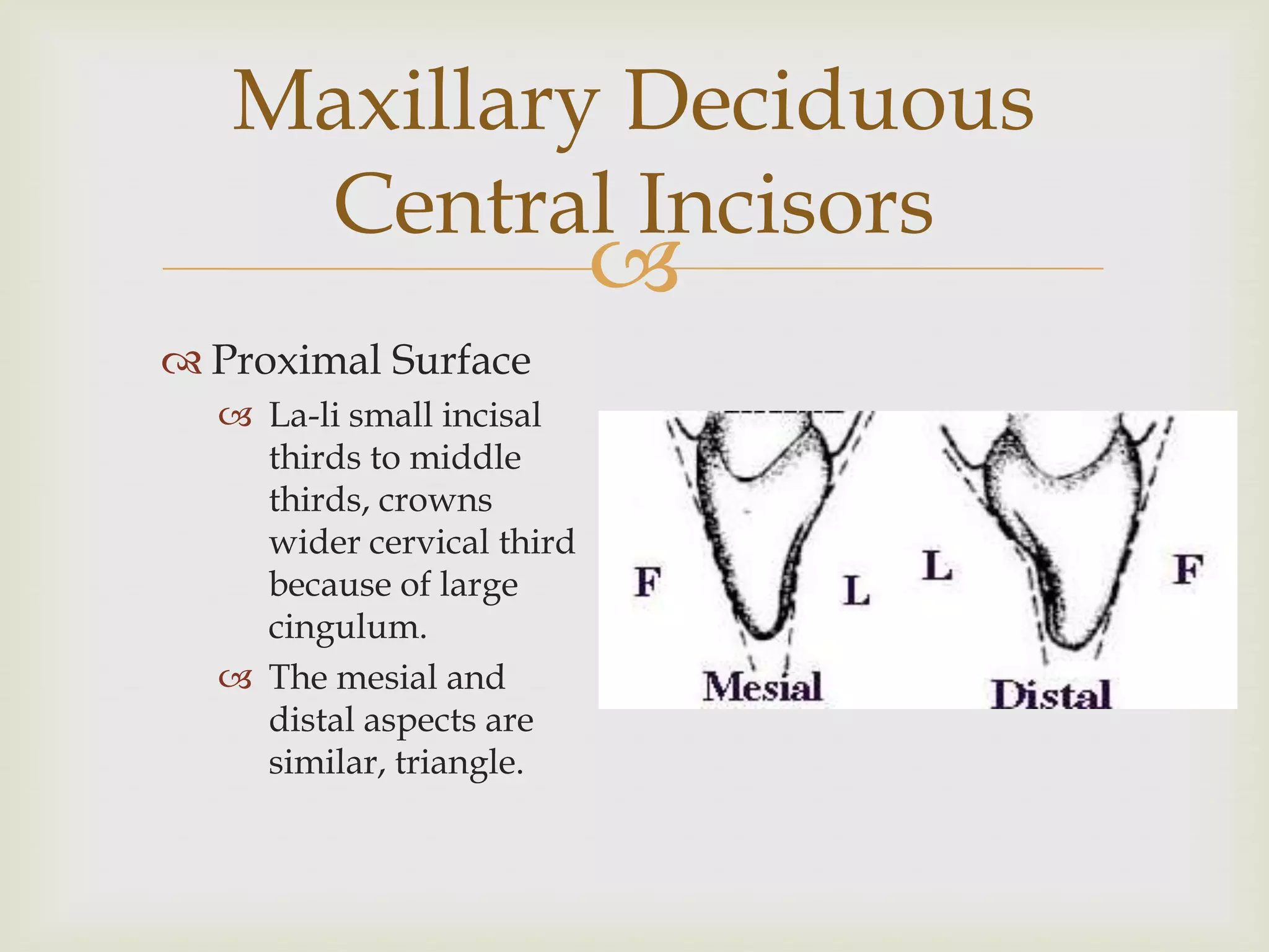 Maxillary deciduous anterior teeth | PPTX