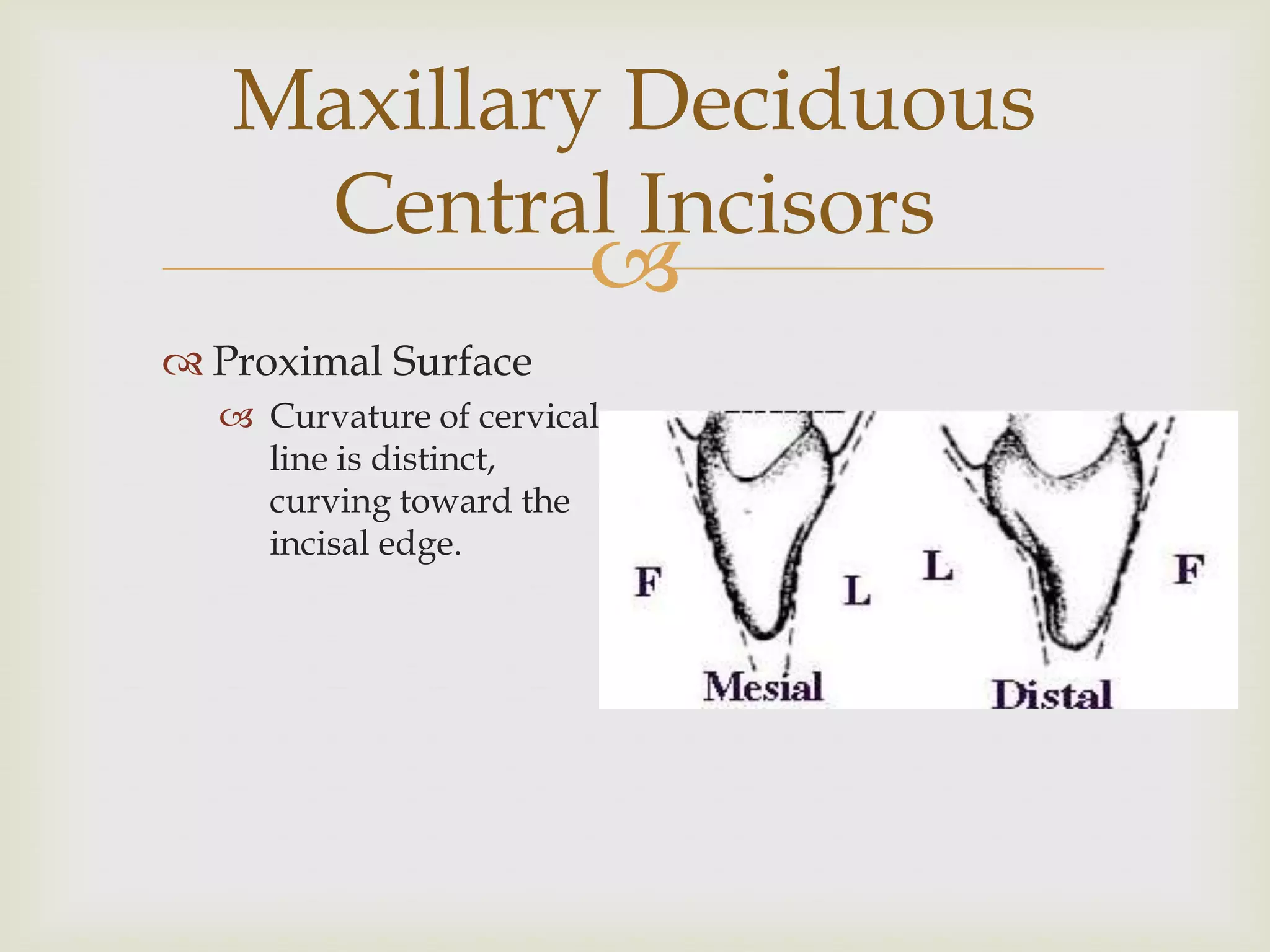 Maxillary deciduous anterior teeth | PPTX