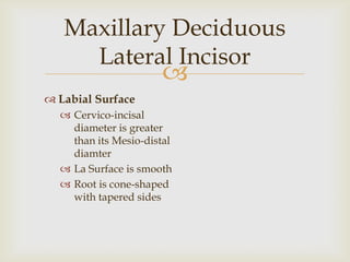Maxillary deciduous anterior teeth | PPTX