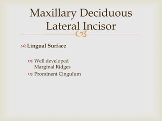 Maxillary deciduous anterior teeth | PPTX