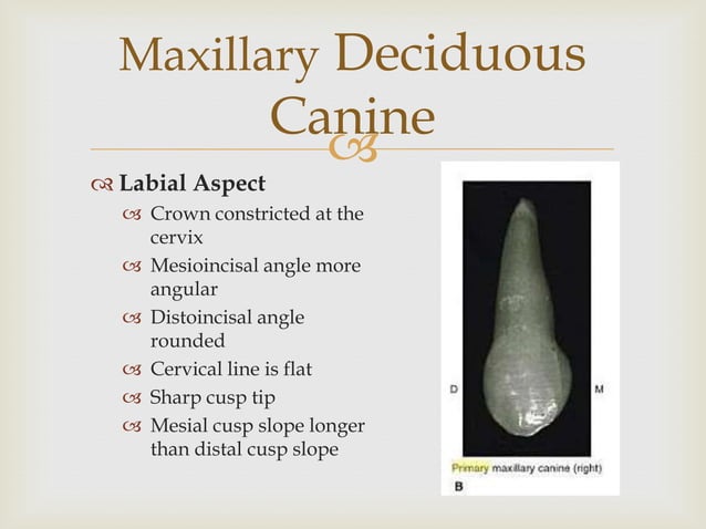 Maxillary deciduous anterior teeth | PPTX
