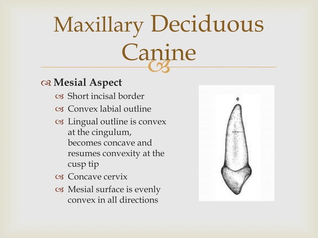 Maxillary deciduous anterior teeth | PPTX