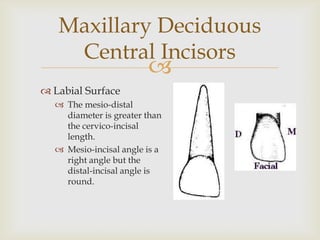 Maxillary deciduous anterior teeth | PPTX
