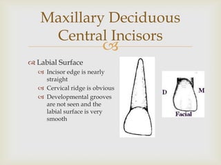 Maxillary deciduous anterior teeth | PPTX