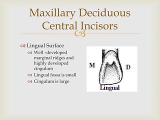 Maxillary deciduous anterior teeth | PPTX
