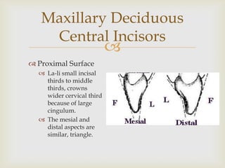 Maxillary deciduous anterior teeth | PPTX