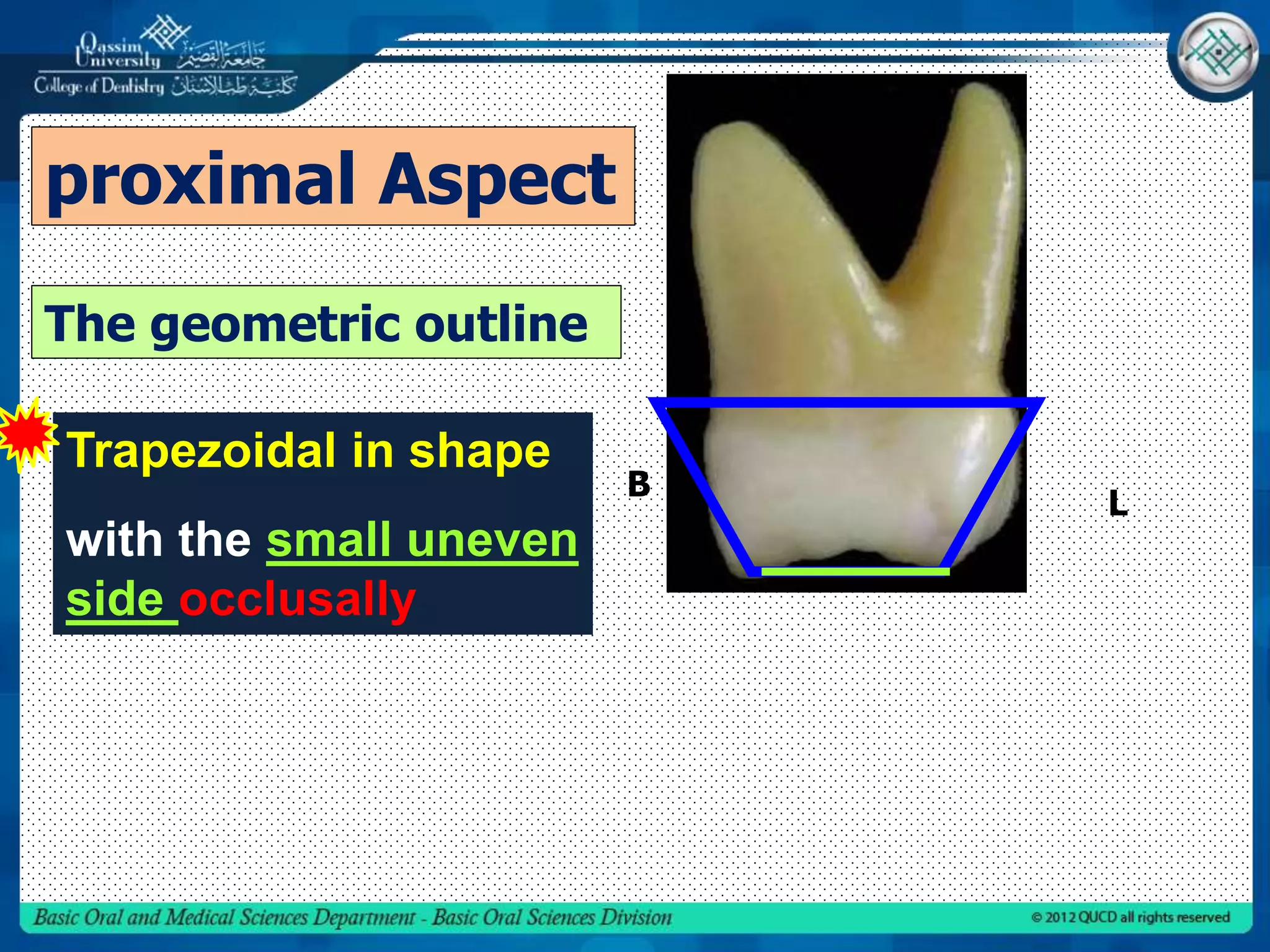 Maxillary first molar | PPTX