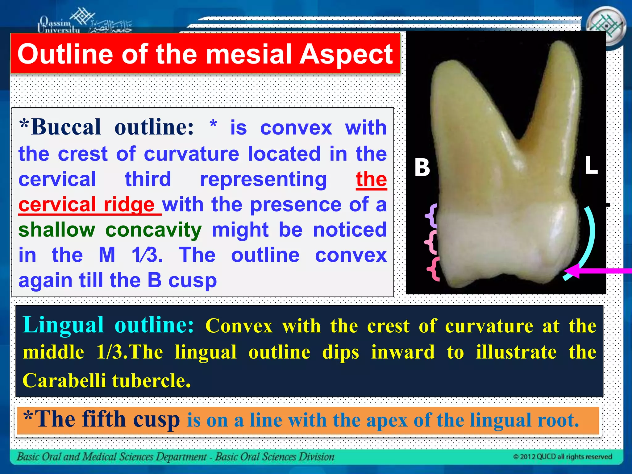 Maxillary first molar | PPTX