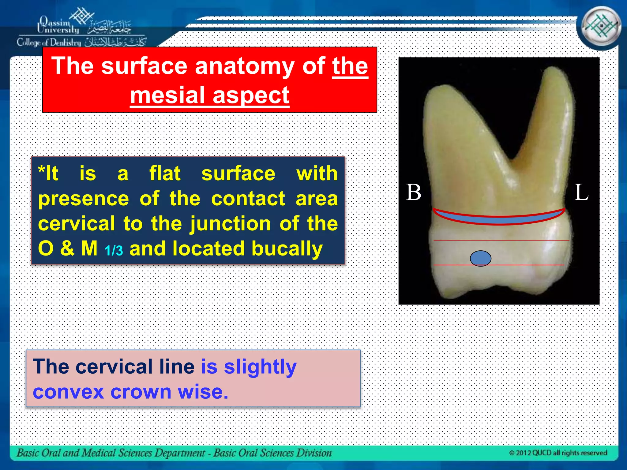 Maxillary first molar | PPTX