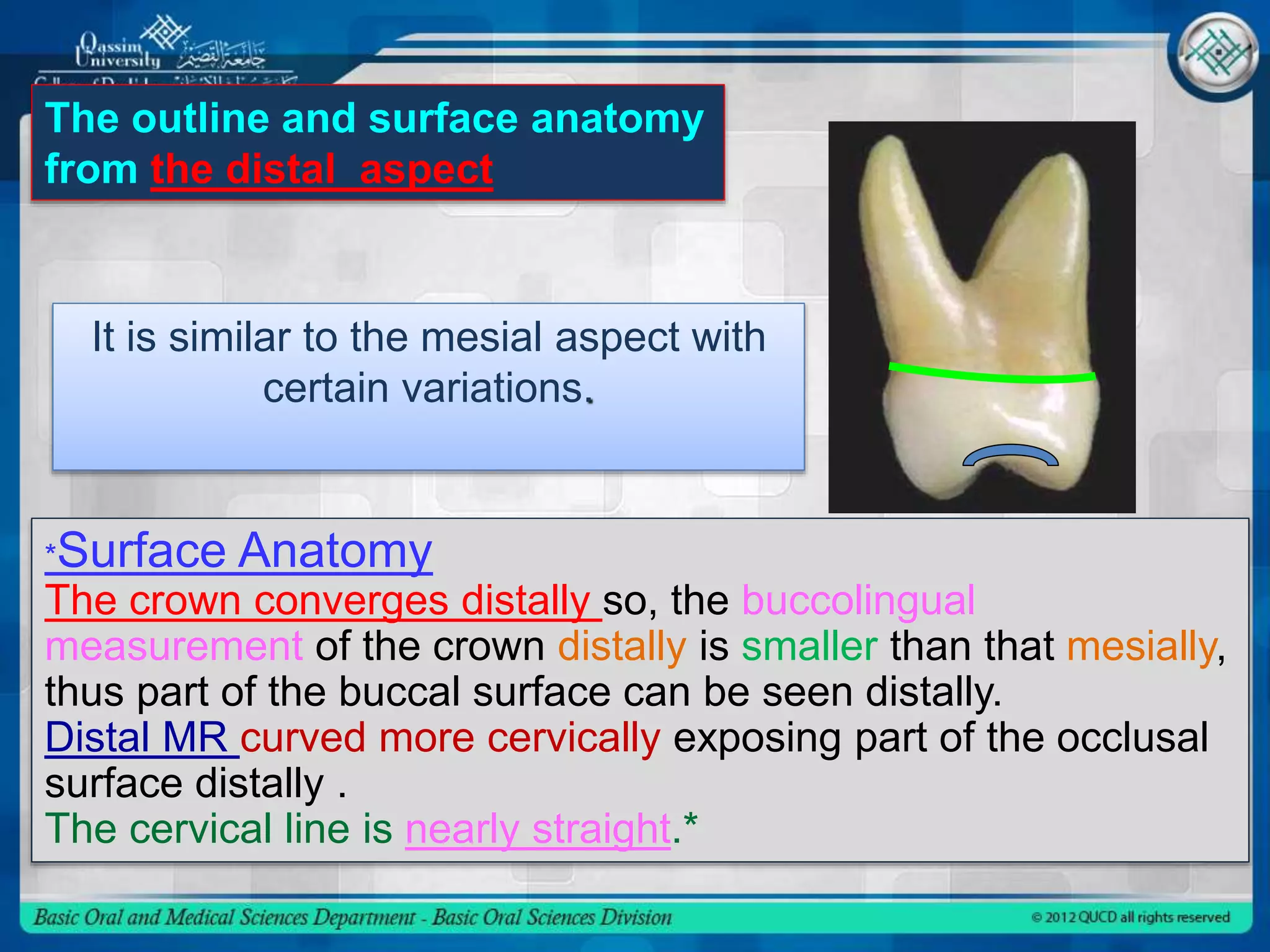 Maxillary first molar | PPTX