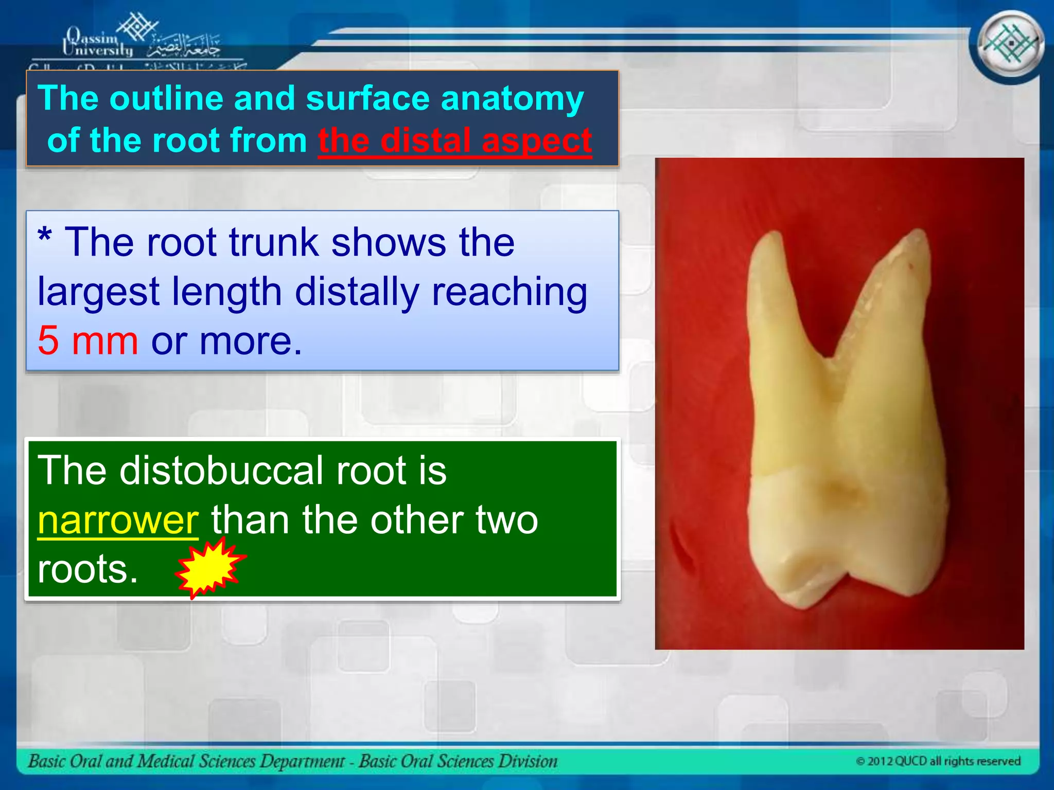 Maxillary first molar | PPTX