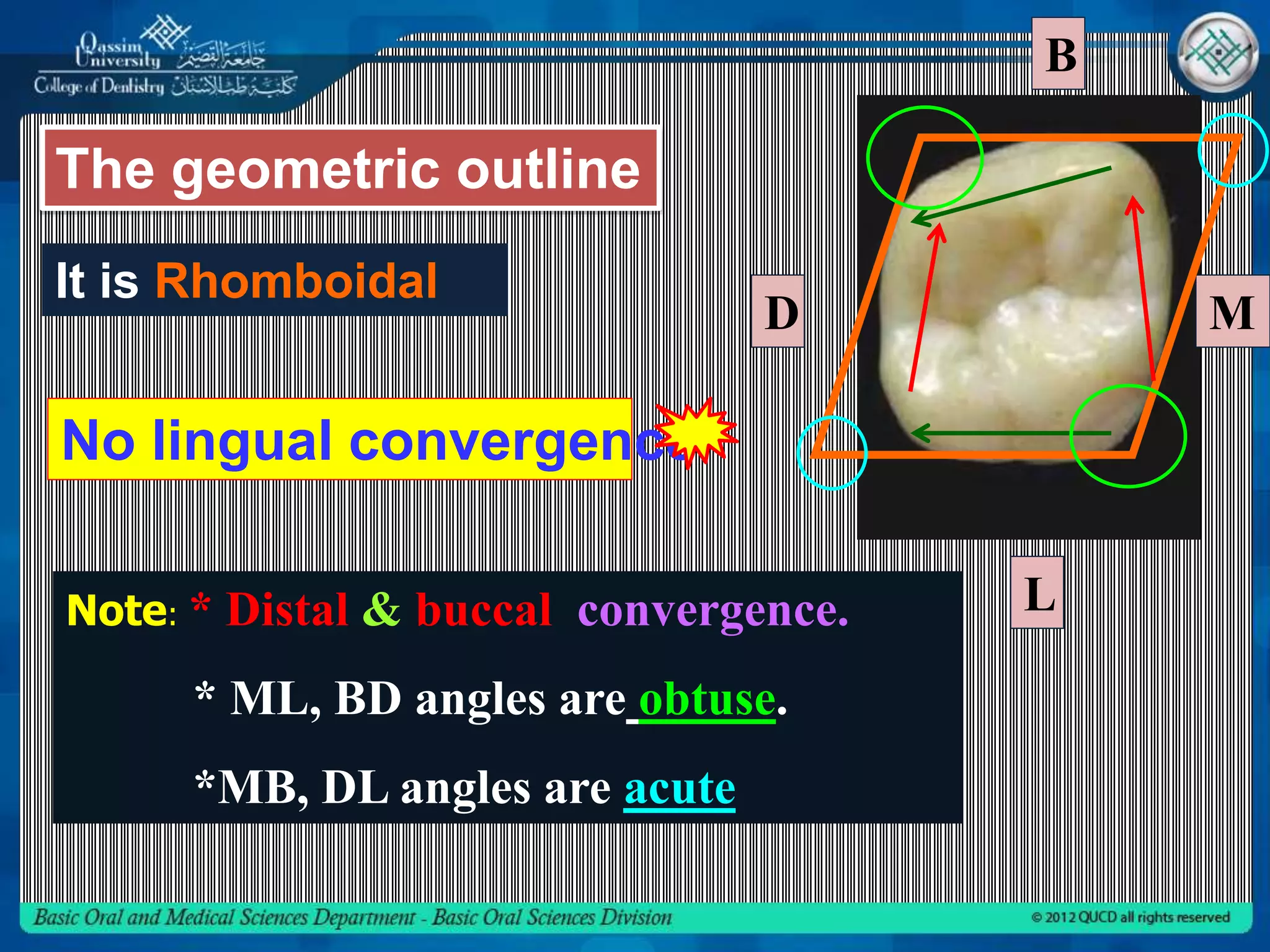Maxillary first molar | PPTX