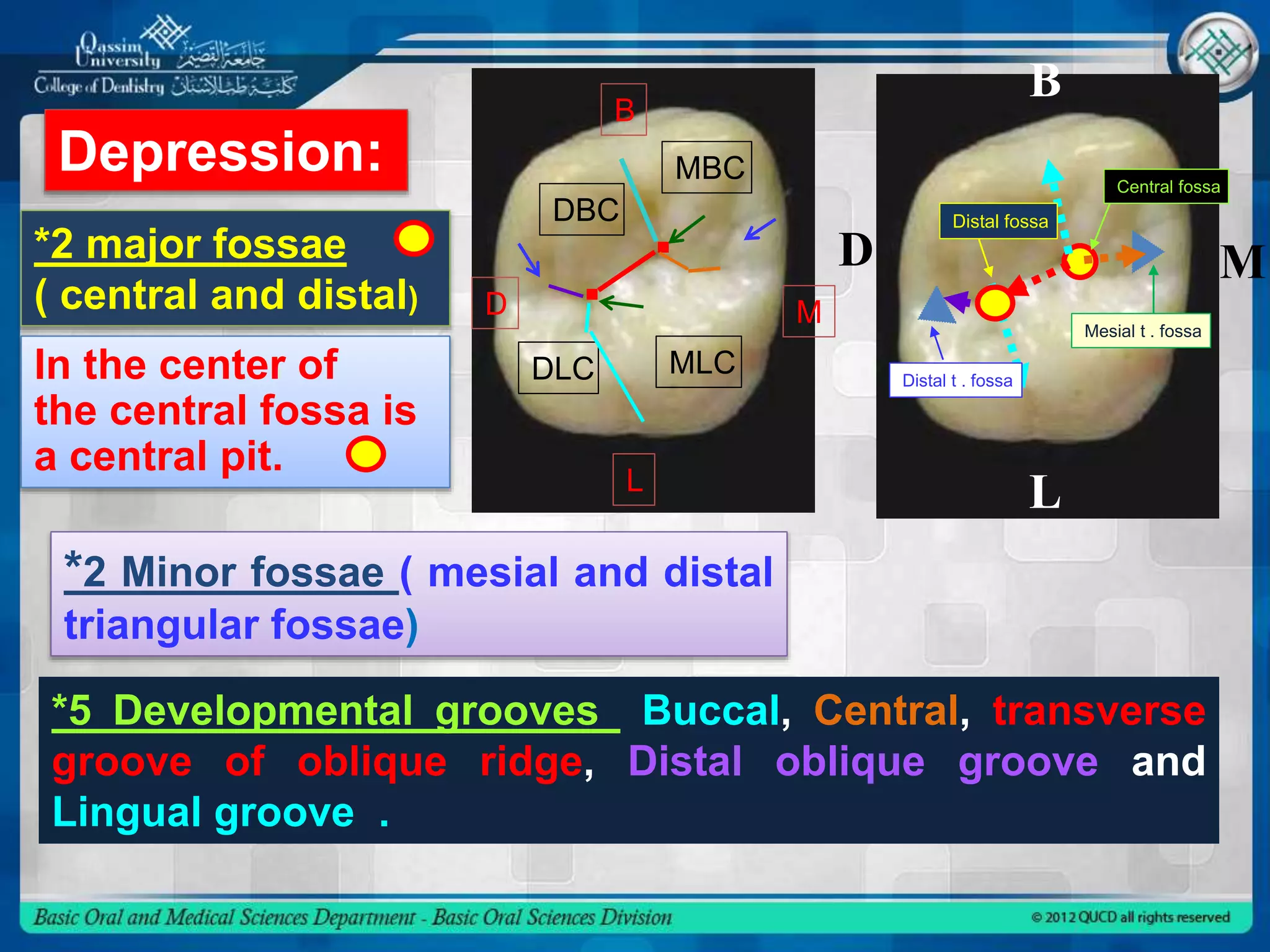 Maxillary first molar | PPTX
