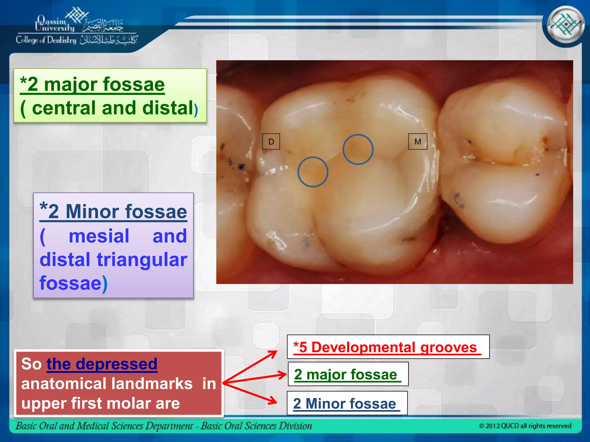 Maxillary first molar | PPTX
