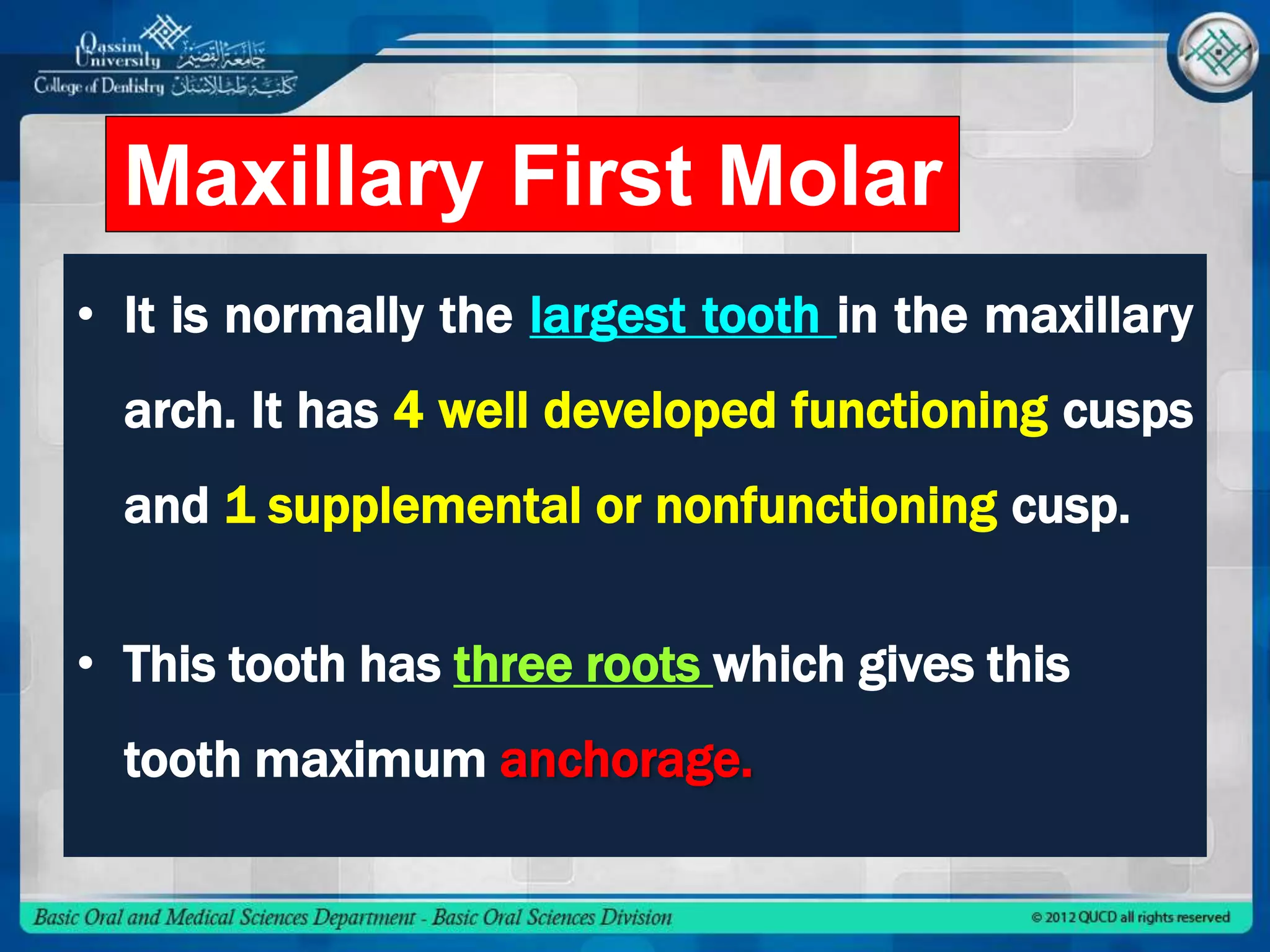 Maxillary first molar | PPTX