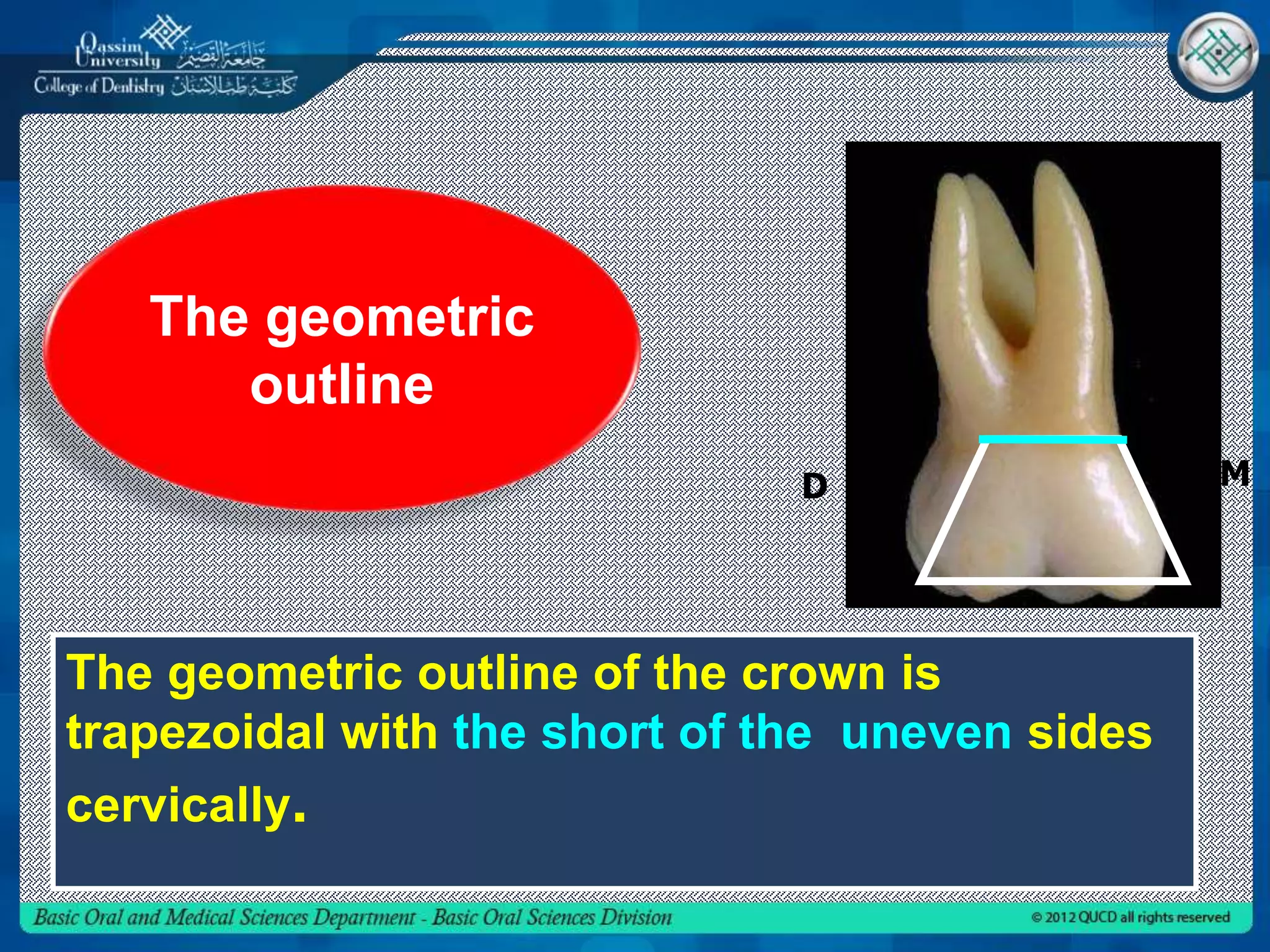 Maxillary first molar | PPTX
