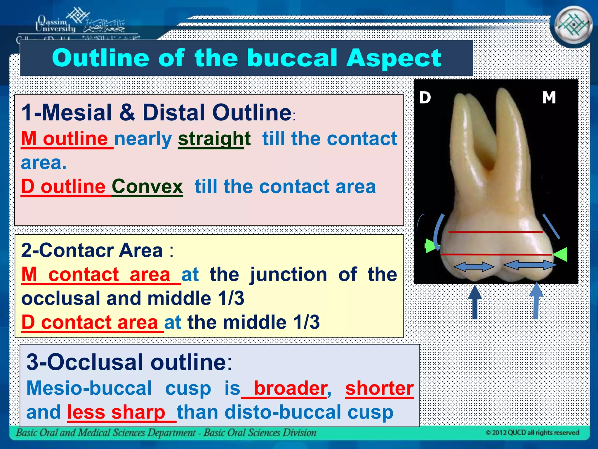 Maxillary first molar | PPTX