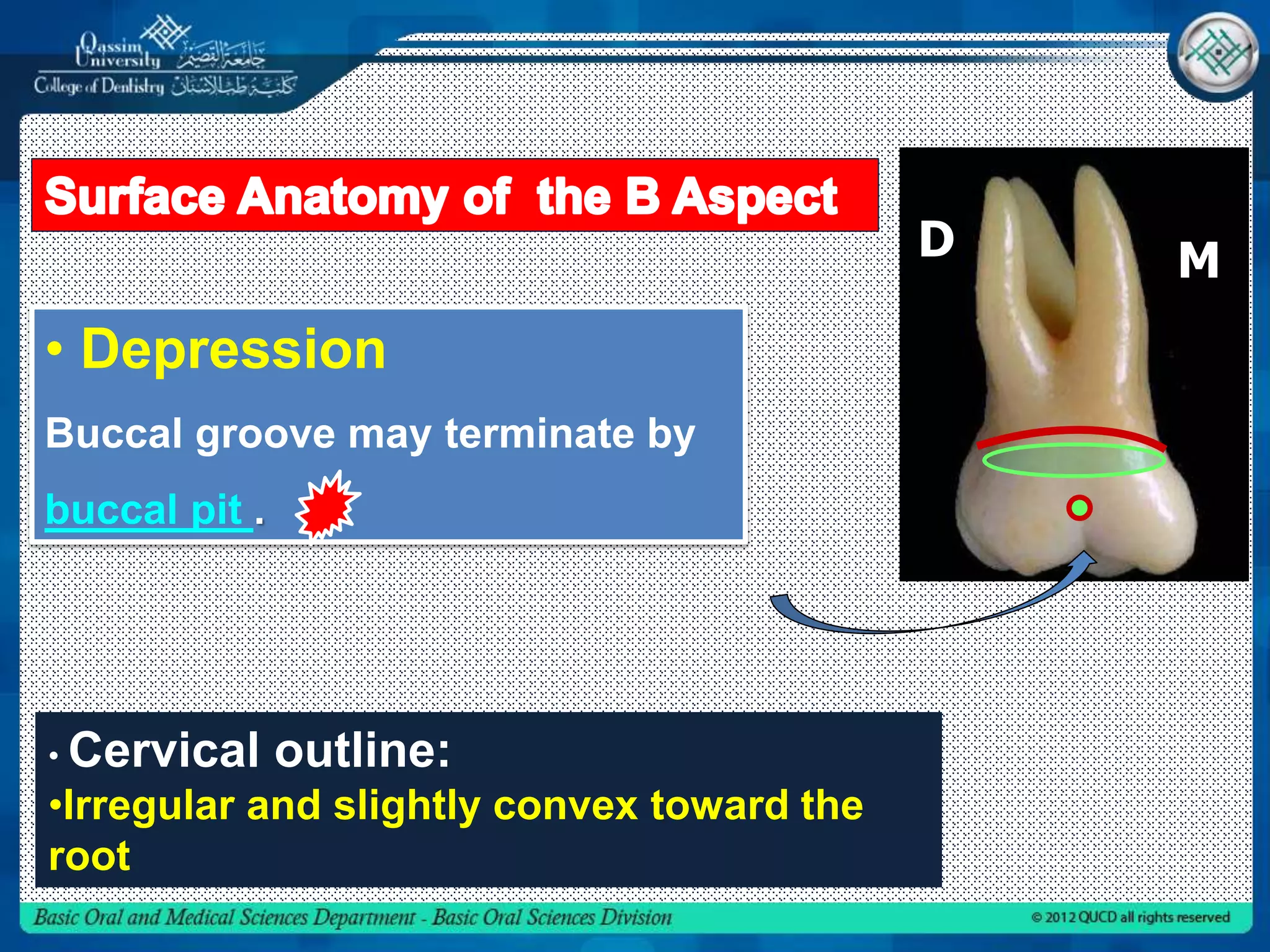 Maxillary first molar | PPTX