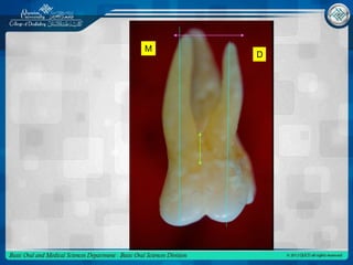 Maxillary first molar | PPTX