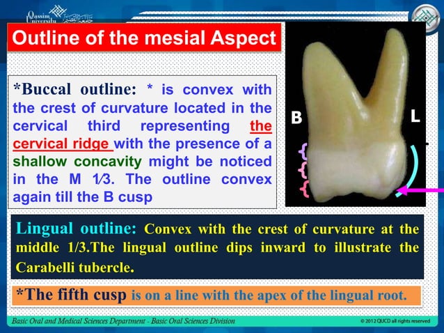 Maxillary first molar | PPTX