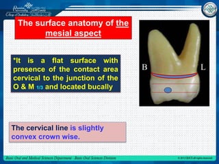 Maxillary first molar | PPTX