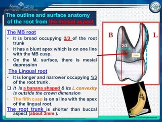Maxillary first molar | PPTX