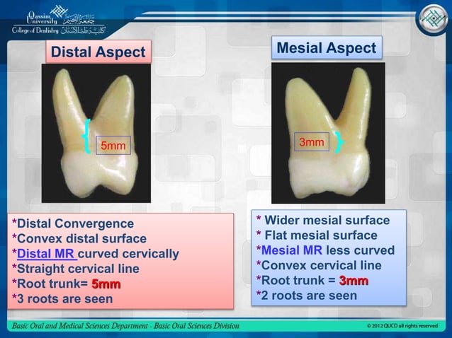 Maxillary first molar | PPTX