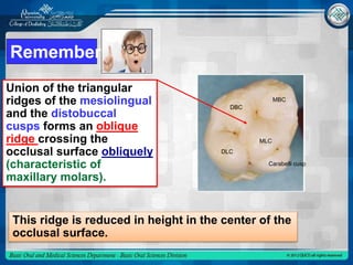 Maxillary first molar | PPTX