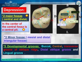 Maxillary first molar | PPTX