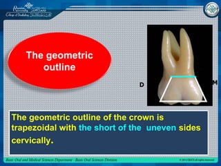 Maxillary first molar | PPTX